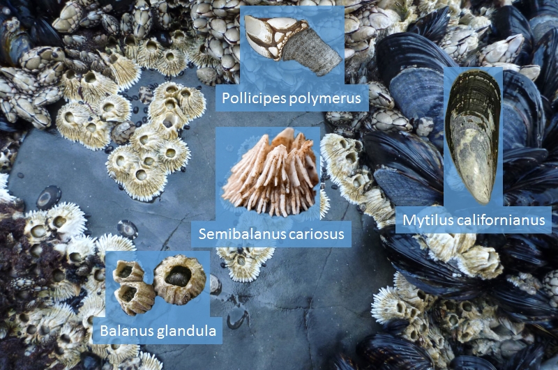 What is functional diversity, and why do we care? – sample(ECOLOGY)